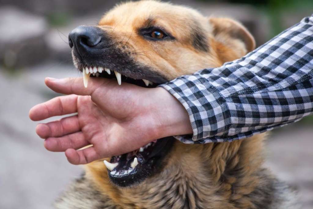 Animal | Dog Bites Lawyers - Law Leaders